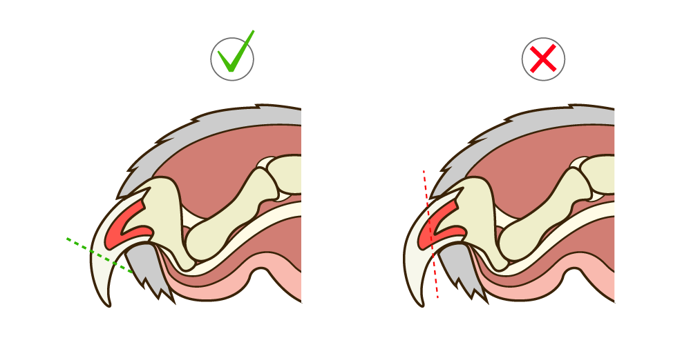 How to Clip your Cat's Nails