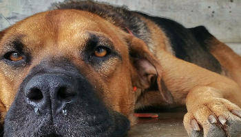 Strep Zoo Disease in Tucson: What You Need to Know